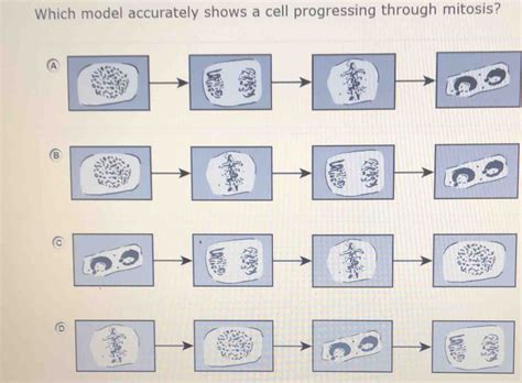 Solved Which Model Accurately Shows A Cell Progressing Through Mitosis A B C 6 Biology