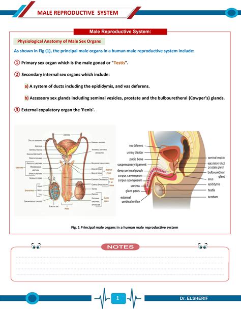 Solution Physiology Male Reproductive System Explanation With Pictures Faculty Of Medicine