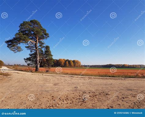 panoramaaussicht auf einen einsamen baum der auf einem offenen feld