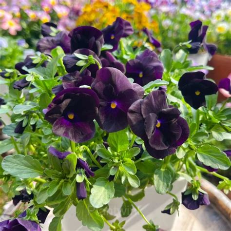 Pansy Summer Elf Mixed Color Seeds Plantwink