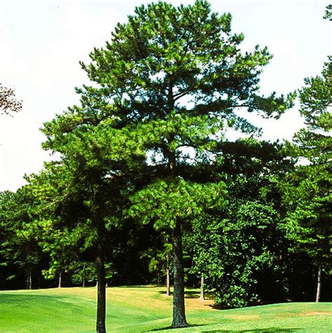 Loblolly Pine Trees For Sale Online The Tree Center