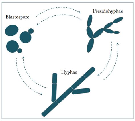 Candida Overgrowth Causes And Solutions Candida Overgrowth And Gut
