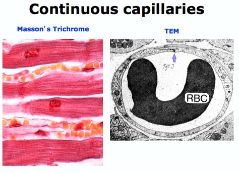 Continuous Capillaries Histology