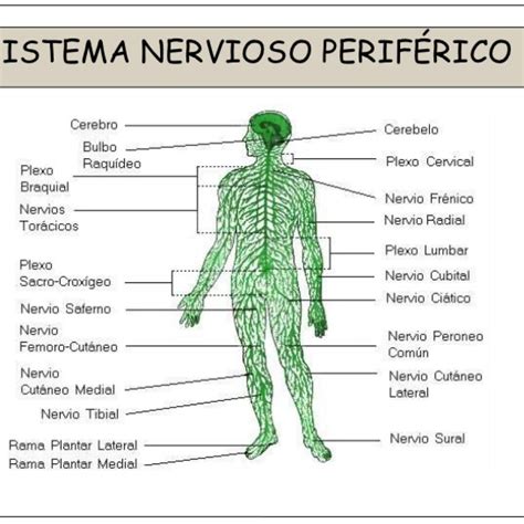 La FunciÓn De RelaciÓn El Sistema Nervioso Pictoeduca