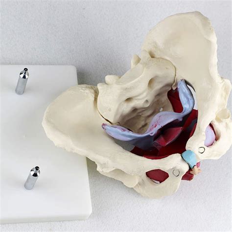 Buy Pelvis Model Medical Anatomical Female Pelvis Model Life Size Genital Pelvic Structure