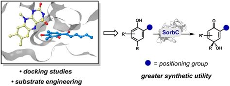 Positioning Group Enabled Biocatalytic Oxidative Dearomatization