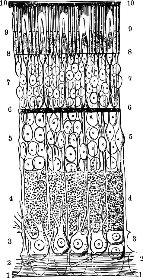 Section Of Retina Vintage Illustration Vector Art At Vecteezy