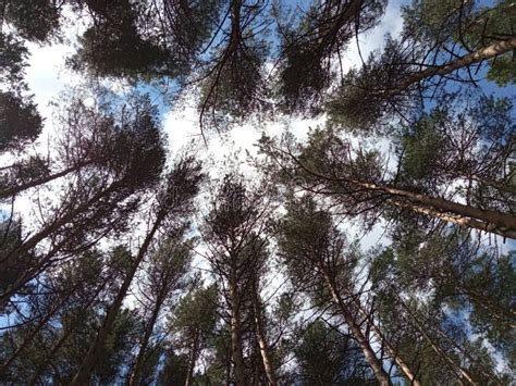 Pine Trees Looking Up From The Ground Surami Georgia Stock Photo