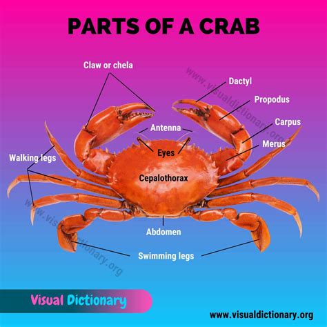 Crab Anatomy External Parts Of A Crab Visual Dictionary