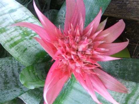 Bromeliad Butterfly Flowers Colorful Flowers Butterflies Desert