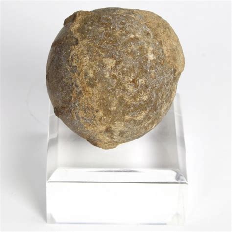 Fossilized Turtle Egg Testudines Sp 37×42 Mm Catawiki