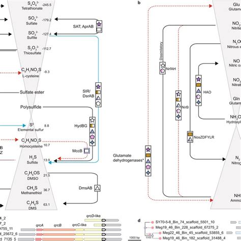 Genomic Based Predictions Of The Potential Metabolic Role Of The Novel Download Scientific