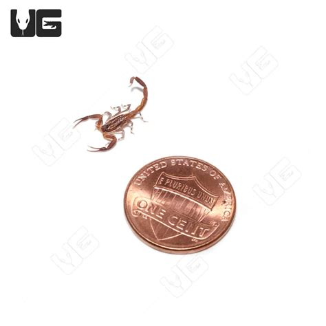 Asian Forest Scorpions For Sale Underground Reptiles