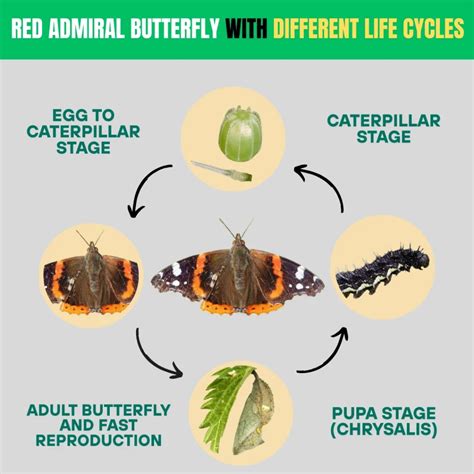 10 Butterflies With Different Life Cycles Stages Images