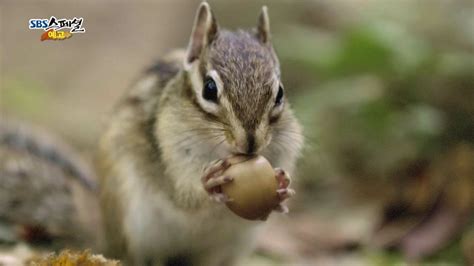 조그만 손으로 도토리 까먹는 다람쥐 귀여워서 난리남 ㅠㅠ 하지만 이런 귀여운 모습이 다가 아니라는 거 다람쥐의 매력 더보기 ☞ 10일일 밤11시 5분 Sbs스페셜