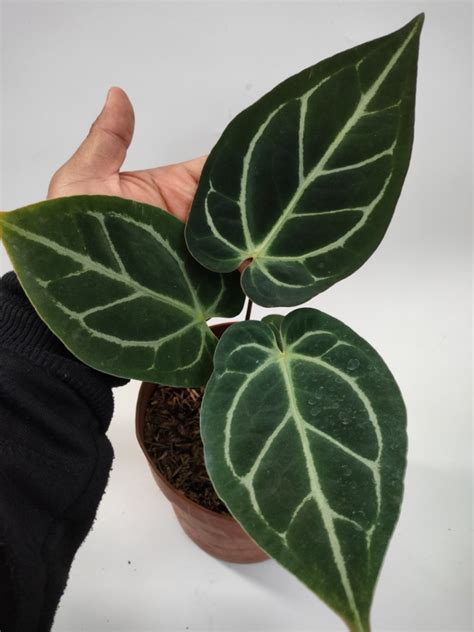 Anthurium Magnificum Dark Form Furniture And Home Living Gardening