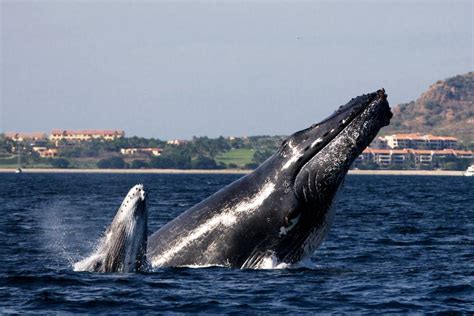 Ballenas Jorobadas De Nayarit Para El Mundo On Bahia Magazine Destinos