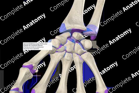 Second Metacarpal Articular Facet Of Capitate Bone Complete Anatomy