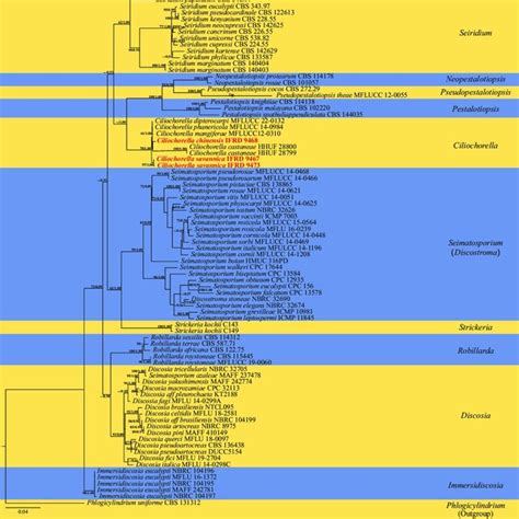 phylogenetic tree of maximum likelihood analyses showing the