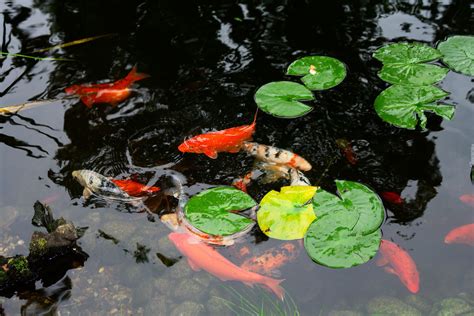 Tapety : Karp Koi