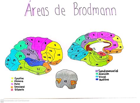 Brodmann Areas And Lesions Artofit