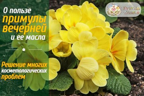 Примула вечерняя: рецепты применения масла, отвара, настойки