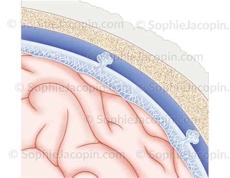 MÉninges Illustration Sophie Jacopin