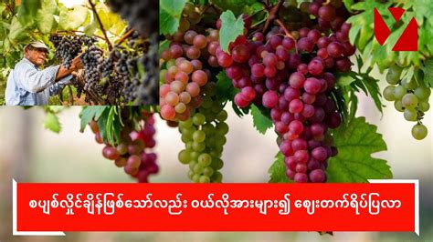 စပျစ်လှိုင်ချိန်ဖြစ်သော်လည်း ဝယ်လိုအားများ၍ ဈေးတက်ရိပ်ပြလာ Youtube