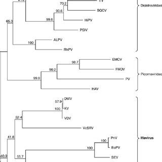 The Phylogenetic Tree Obtained From The RNA Dependent RNA Polymerase Download Scientific