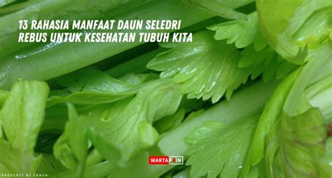 13 Rahasia Manfaat Daun Seledri Rebus Untuk Kesehatan Tubuh Kita