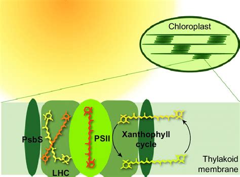 Chlorophyll In Thylakoid