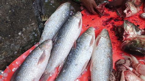 Big Mrigal Carp Fish Cutting In The Sea Bangladeshi Village Fish
