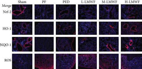 A Immunofluorescence Detection Of Nrf 2 HO 1 NQO1 And ROS B Download Scientific Diagram