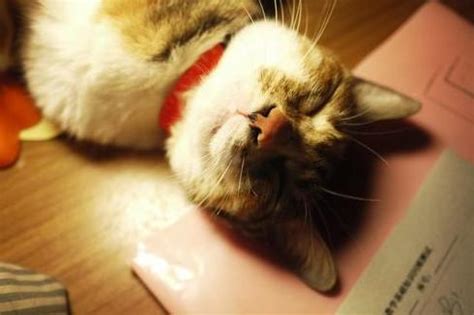 猫咪营养不良怎么办看看赛级猫的营养食谱