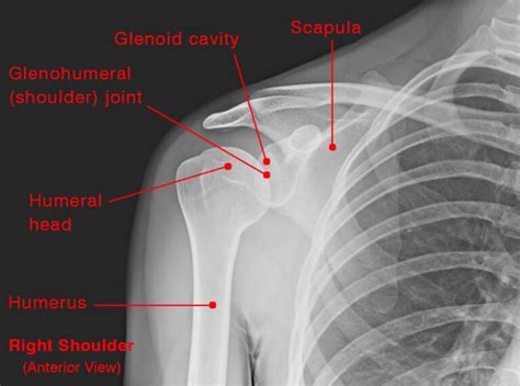 Rotator Cuff Muscles Location Anatomy Functions And Diagram