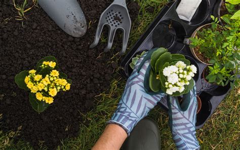 Cara Merawat Tanaman Hias Untuk Pemula Urban Icon Magazine