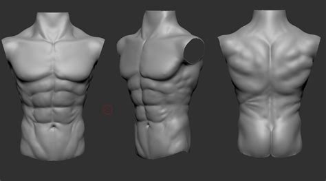 Muscular Male Chest Anatomy