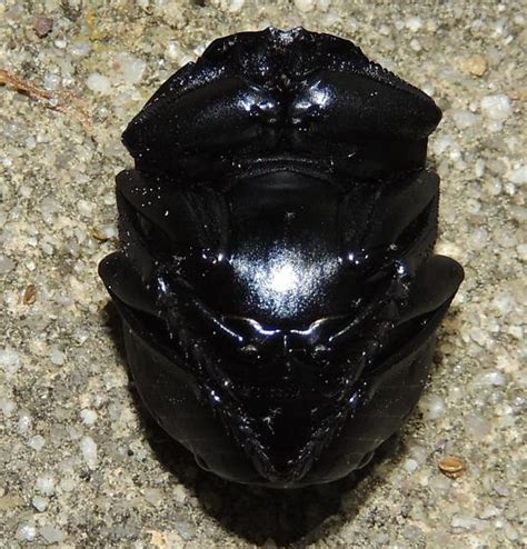 Black Beetle Sp Canthon Vigilans Bugguide Net