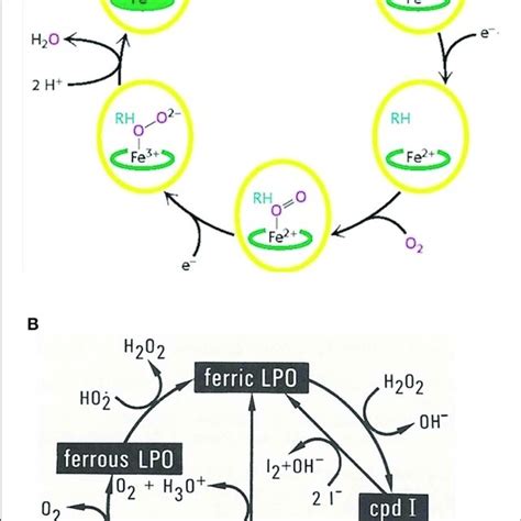 Leila Sadeghi Professor Phd In Nutrition And Public Health