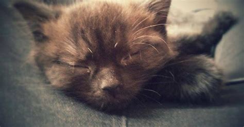 After 3 Years Of Waiting I Finally Got A Kitten With My Gf And After Few Hours She Seems To Be
