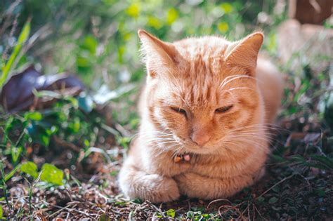 Kucing Muda Kucing Jahe Lucu Yang Gemuk Melihat Ke Kamera Yang Duduk Di