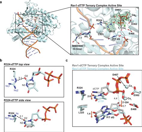 Rev1 Dna Dttp Ternary Complex Structure A An Overall Structure Left Download Scientific
