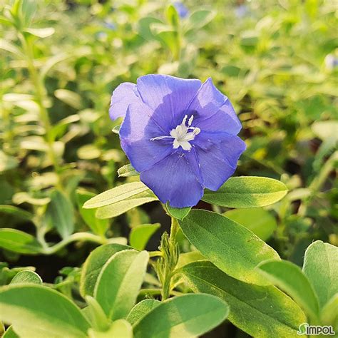 아메리칸 블루 야생화 블루 데이지 야생화 허브 수생식물 채소 동백 심폴