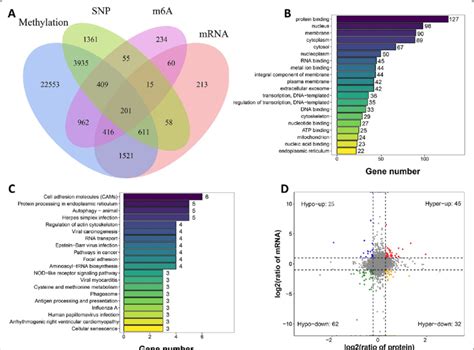 Integration Analysis Of Multi Omics Datasets A Venn Diagram Of The Download Scientific