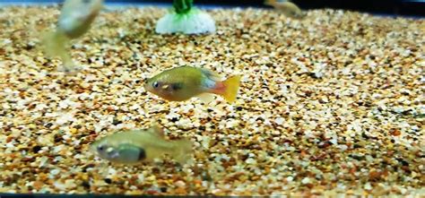 San Marcos Goodeid Xenotoca Doadrioi