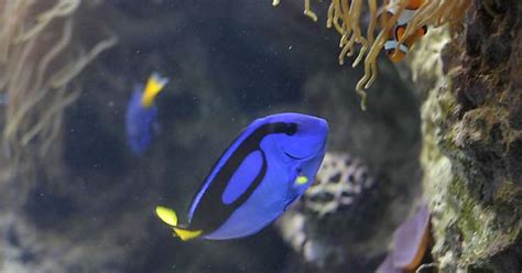 Live Action Nemo Imgur