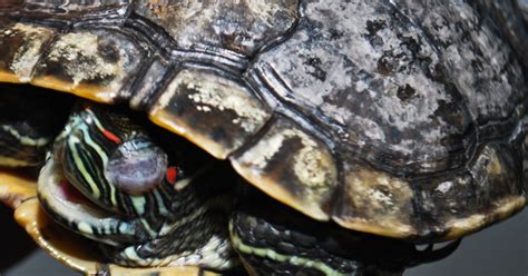 How To Deal With Red Eared Slider Shell Rot All Turtles