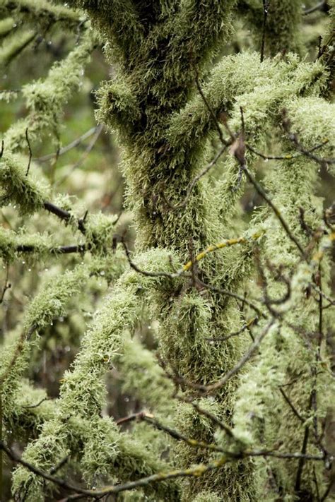 Branch Of Trees Covered With Moss And Lichen Symbiosis Of Nature Stock Image Image Of