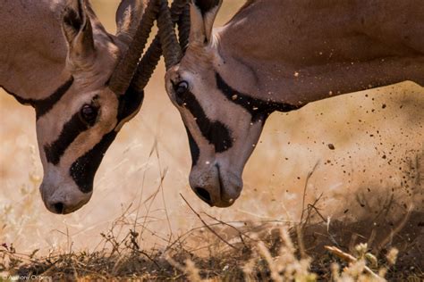 Oryx Four Legendary Spear Tipped Antelope Africa Geographic