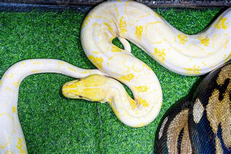 Albino Burmese Python Stock Photo At Vecteezy